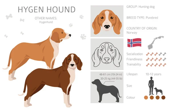 Is The Hygen Hound A Good Breed Of Dog