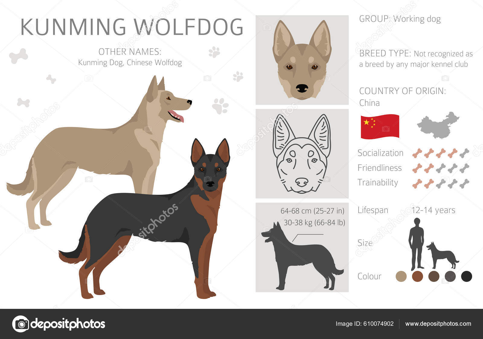 Kunming Lobo Clipart Conjunto Diferentes Colores Capa Ilustración ... Kunming Lobo Clipart Conjunto Diferentes Colores Capa Ilustración ...