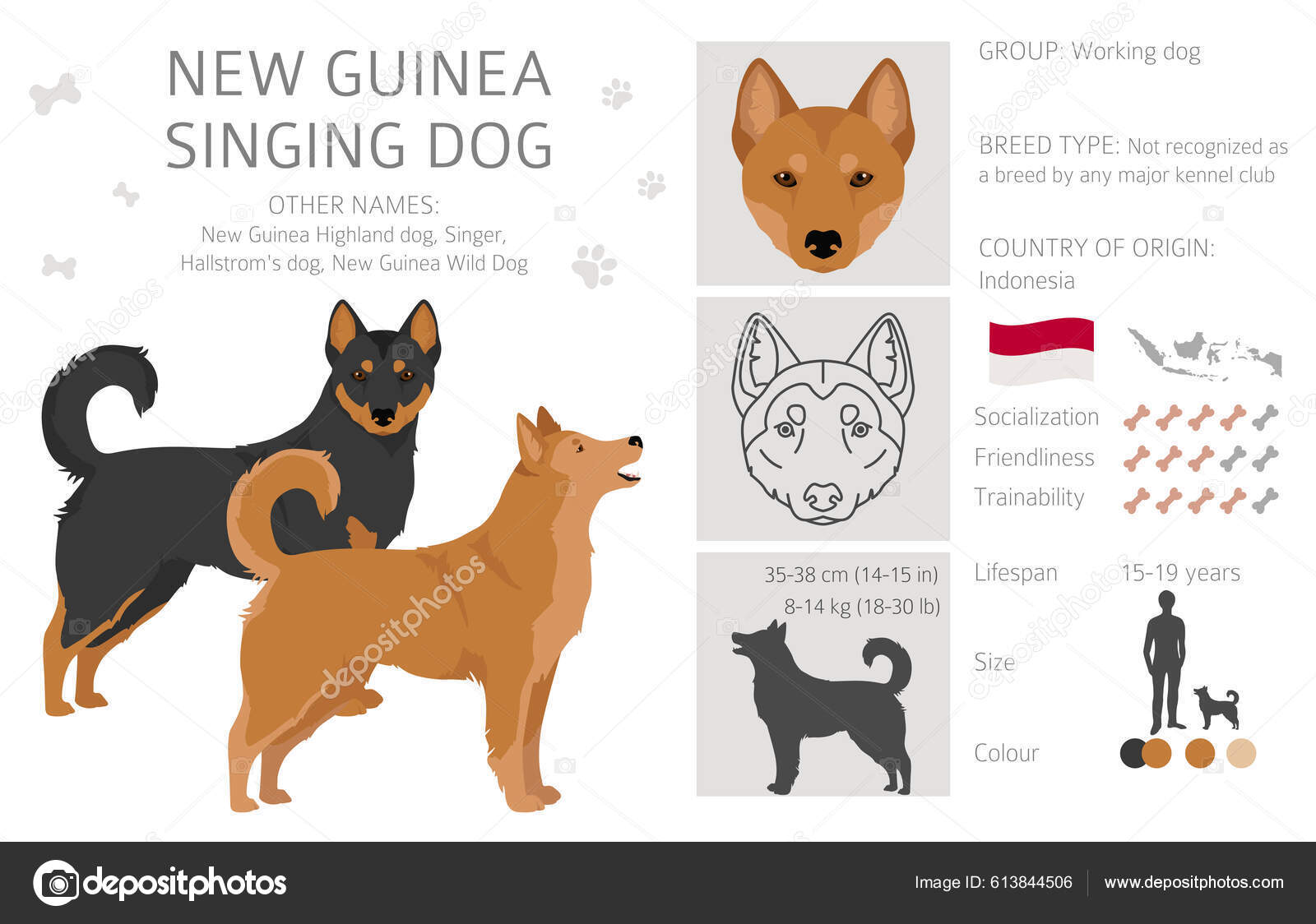 new guinea singing dog