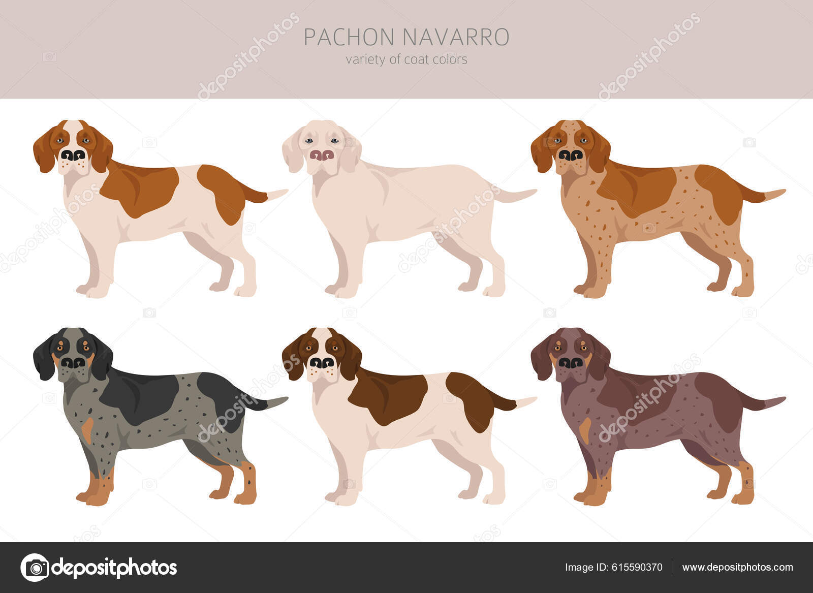 Pachon Navarro Clipart All Coat Colors Set All Dog Breeds Stock Vector ...
