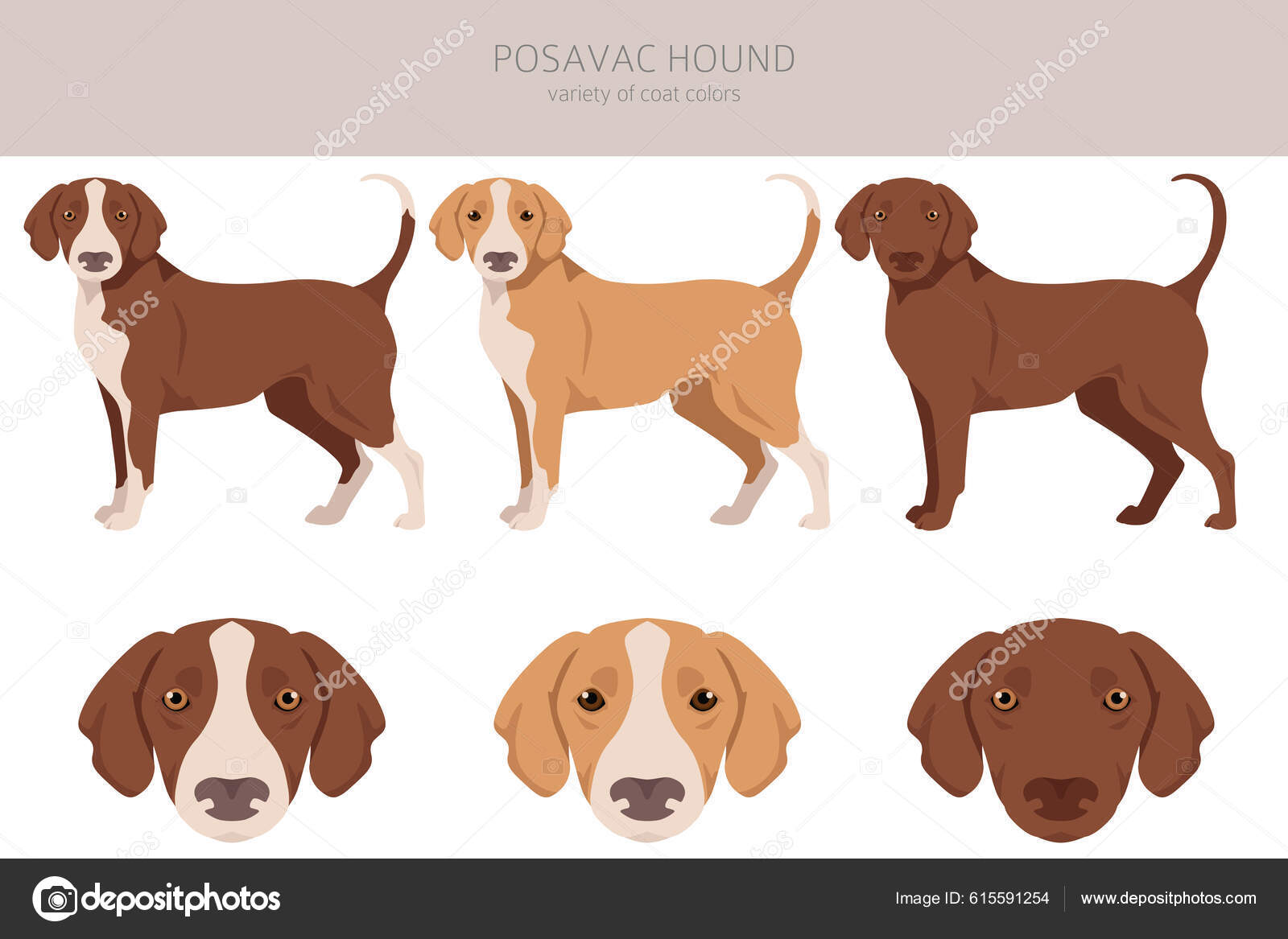 Posavac Hound Clipart All Coat Colors Set All Dog Breeds Stock Vector ...