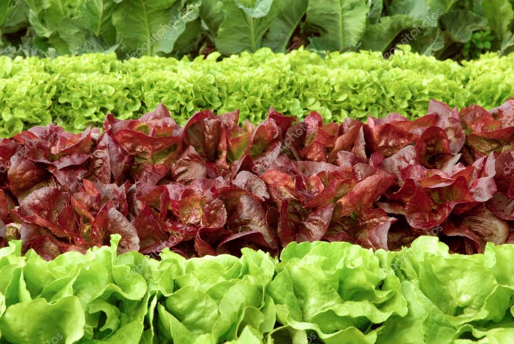 Rows of fresh lettuce on a field — Stock Photo © Smileus #20086893
