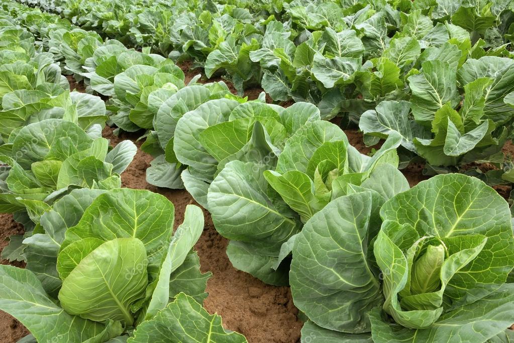Rows of cabbage on a field — Stock Photo © Smileus #20086977