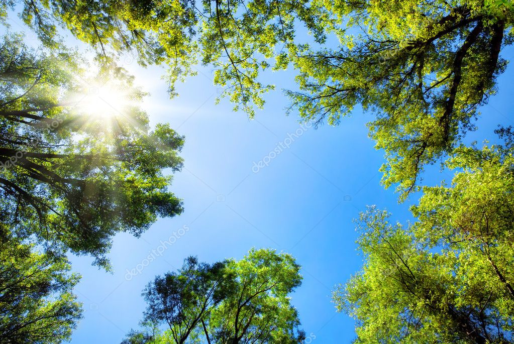 Treetops framing the sunny blue sky Stock Photo by ©Smileus 41382917