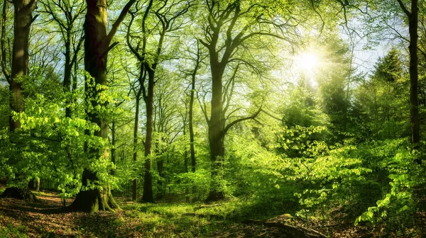 Forest panorama with rays of sunlight — Stock Photo © Smileus #72315071