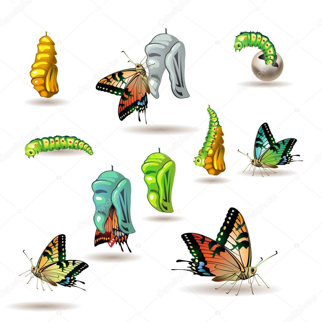 Butterfly stages Stock Vector Image by ©Merlinul #27821417