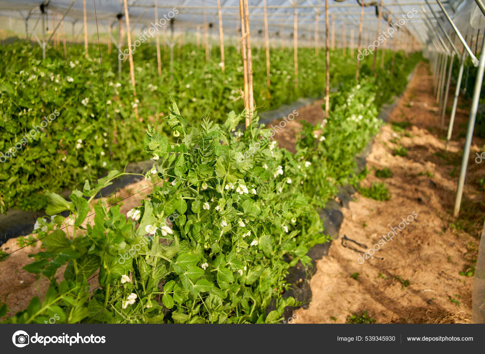 Purple flowers of snow pea plant.The snow pea is an edible-pod pea with ...