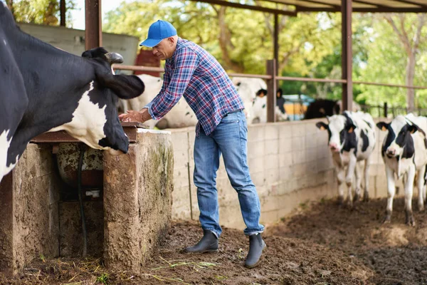 Man cowboy at cow farm ranch - Stock Image - Everypixel