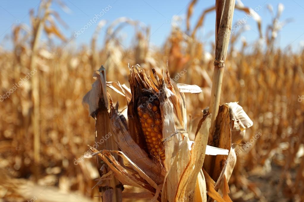 mazorca de maíz y sequía 2023