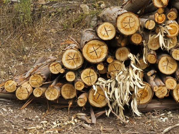 Stringy bark tree Stock Photos, Royalty Free Stringy bark tree Images ...