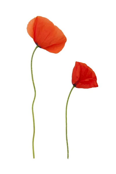 Poppy card Stock Photos, Royalty Free Poppy card Images | Depositphotos