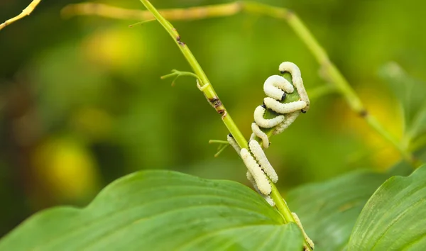 Little pest. - Stock Image - Everypixel
