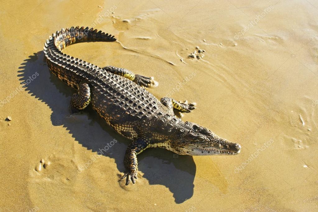 Crocodile Animal