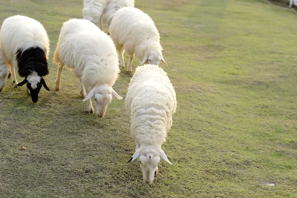 Eid sheep Stock Photos, Royalty Free Eid sheep Images | Depositphotos