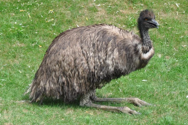 Indian kama Stock Photos, Royalty Free Indian kama Images | Depositphotos