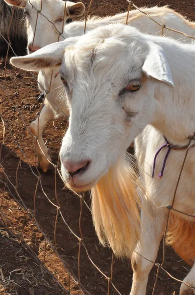 Chinese knot goat Stock Photos, Royalty Free Chinese knot goat Images ...