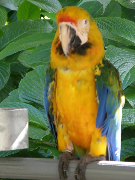 Perico pirata Stock Photos, Royalty Free Perico pirata Images ...