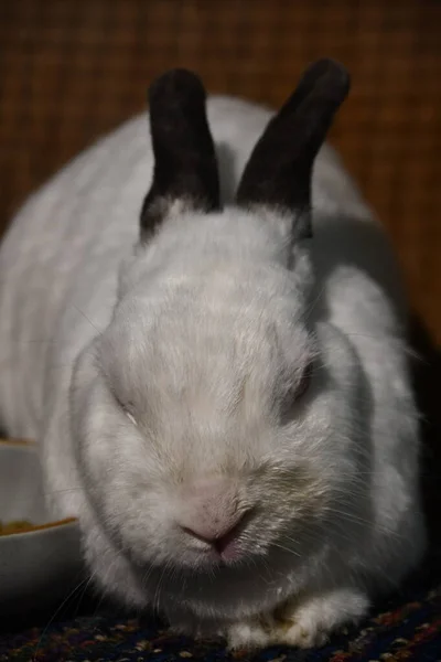 Squashed bun Stock Photos, Royalty Free Squashed bun Images | Depositphotos