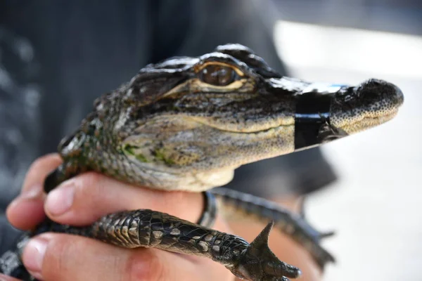 Baby Alligator License