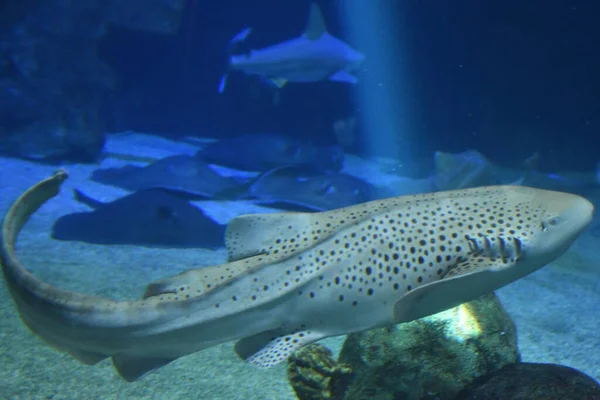 Hiu harimau pasir Stock Photos, Royalty Free Hiu harimau pasir Images ...