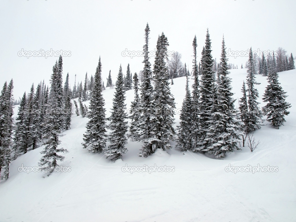 Tajga krajobraz — Zdjęcie stockowe © LehaKoK #24557629