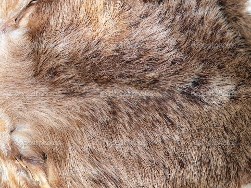 Wolf fur Stock Photo by ©LehaKoK 24557689