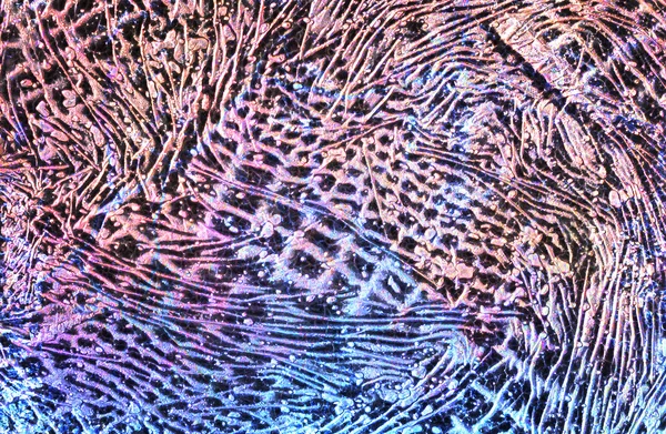 Human tissue texture Stock Photos, Royalty Free Human tissue texture ...