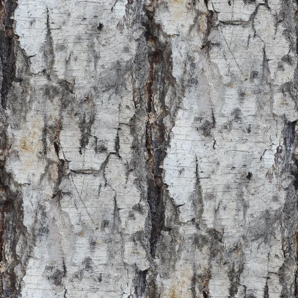 Birch tree texture Stock Photos, Royalty Free Birch tree texture Images ...