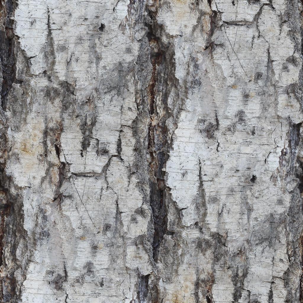 Birch Texture Wallpaper