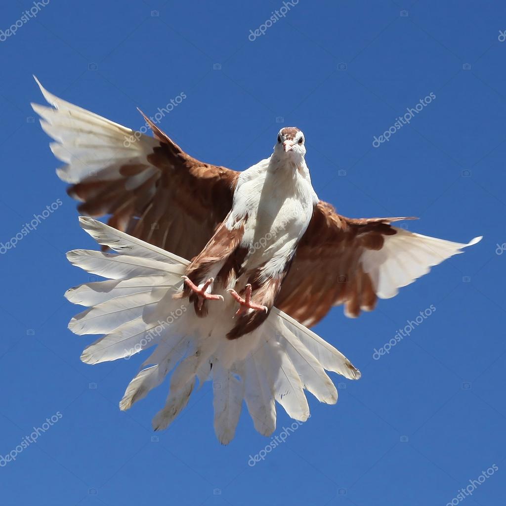 Paloma blanca marrón volando contra el cielo azul — Foto de stock ...