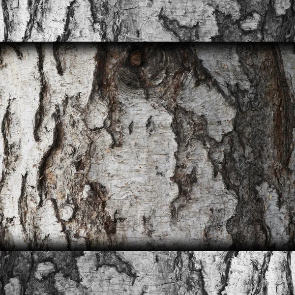 Seamless texture white tree bark wallpaper background Stock Photo by ...