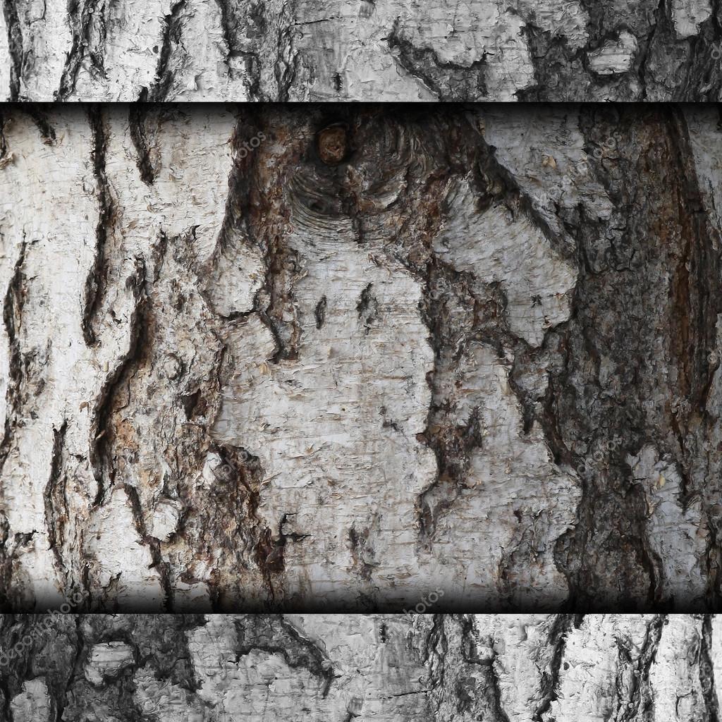 Birch Texture Wallpaper