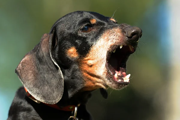 Angry dachshund growls teeth bared — Stock Photo © evdoha #12618750