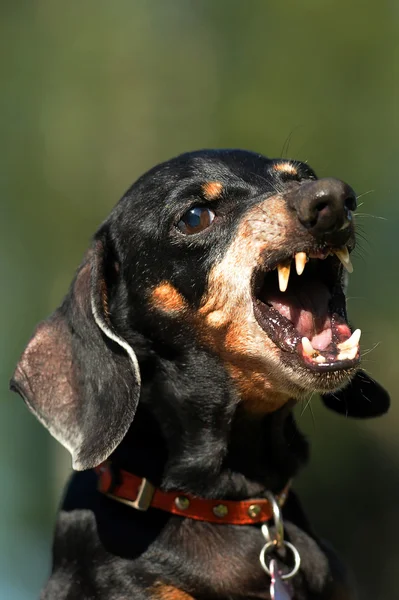 Angry dachshund growls teeth bared — Stock Photo © evdoha #12618750