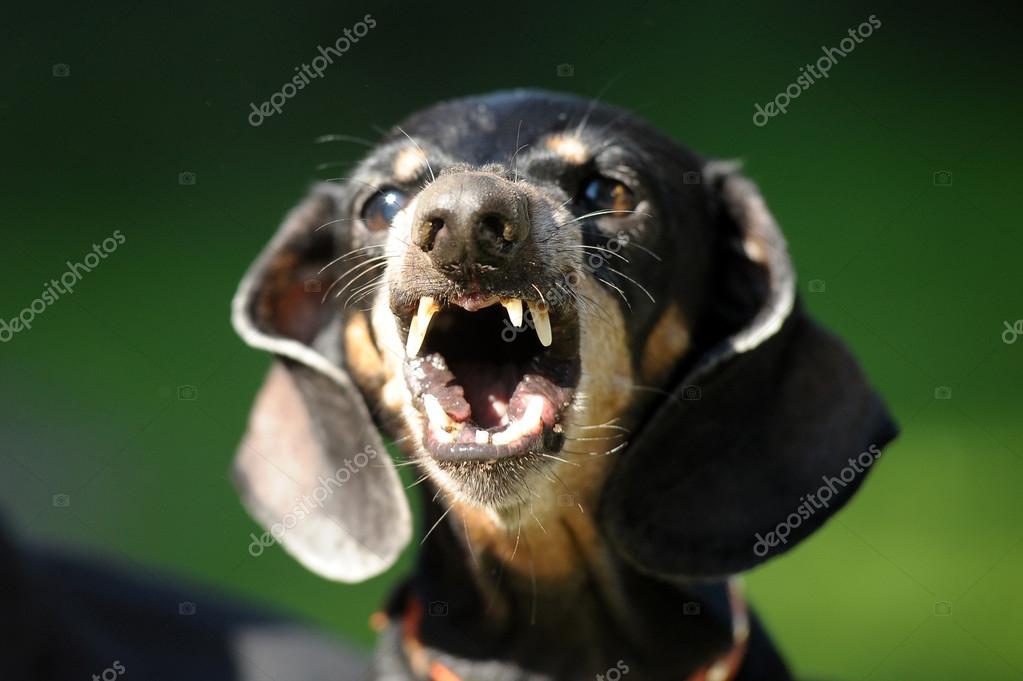 Angry dachshund growls teeth bared — Stock Photo © evdoha #12618685