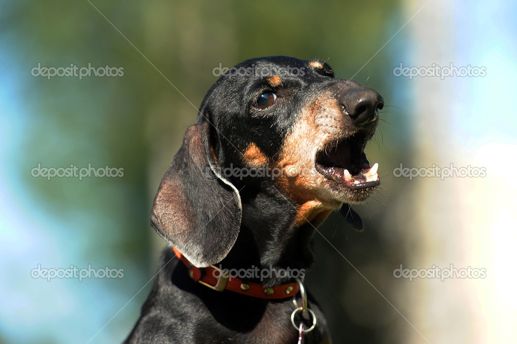 Angry dachshund growls teeth bared Stock Photo by ©evdoha 12618750