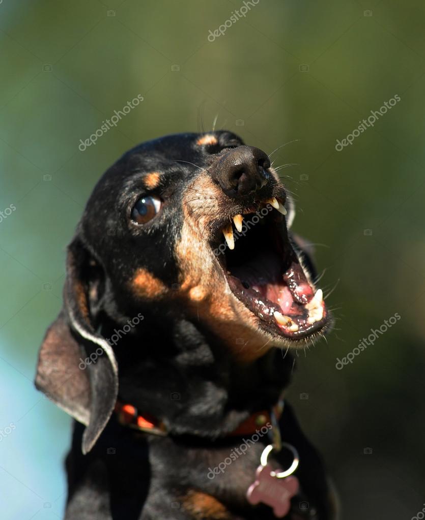 Angry dachshund growls teeth bared Stock Photo by ©evdoha 12618811