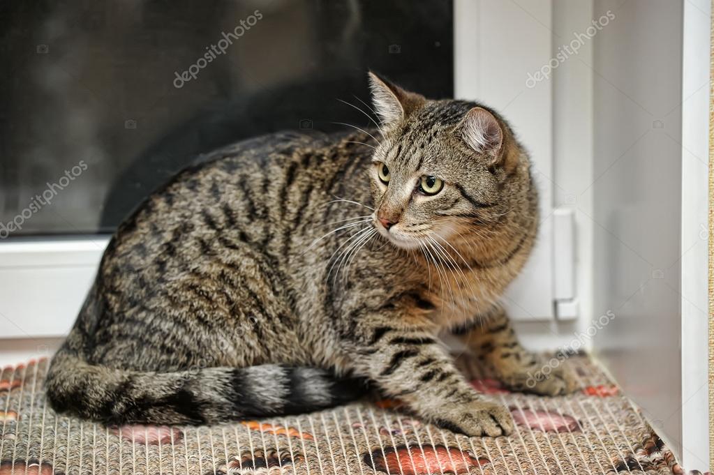 Gato tigrado — Fotografias de Stock © evdoha #13264126