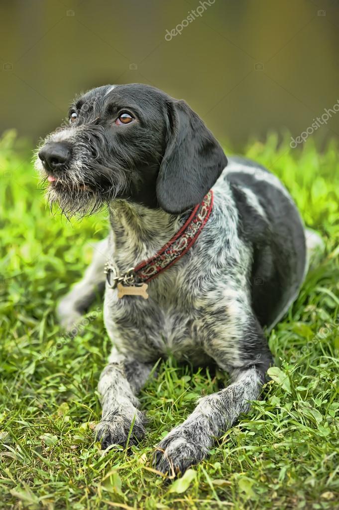 German Wirehaired Pointer Stock Photo by ©evdoha 13317137