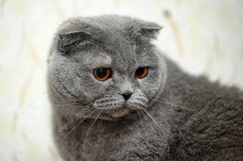 Scottish fold cat grey — Stock Photo © evdoha #13900945