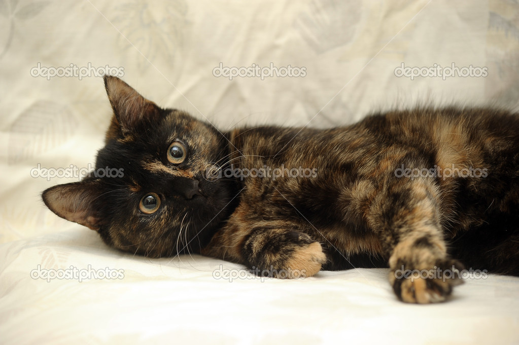 Katze schildpatt Farbe — Stockfoto #13902801