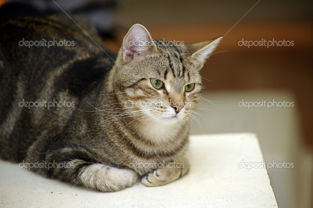 European Shorthair