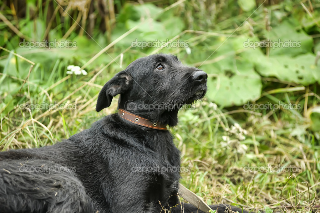 Chien bâtard noir — Photographie evdoha © #14036281