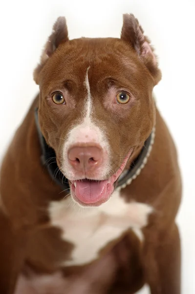 Puppy boxer — Stock Photo © eriklam #2583273