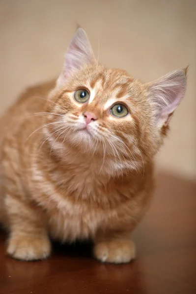 Orange cat Stock Photos, Royalty Free Orange cat Images | Depositphotos