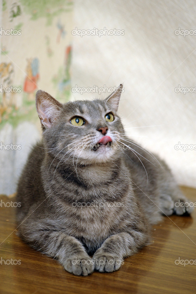 Gray striped cat — Stock Photo © evdoha #18669331