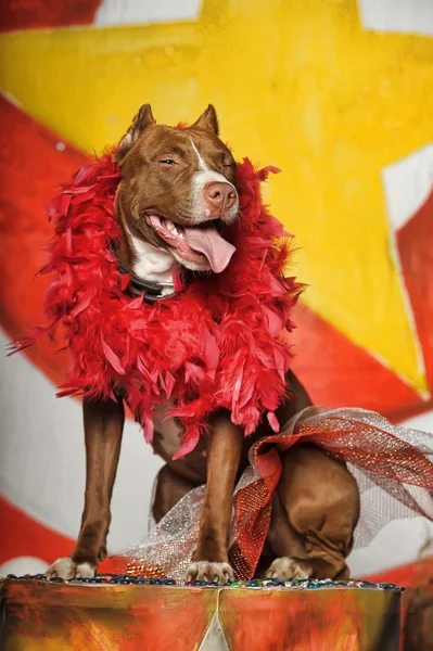 Circus dog Stock Photos, Royalty Free Circus dog Images | Depositphotos