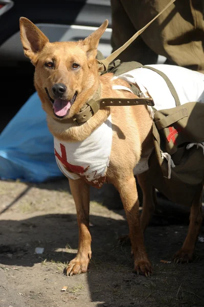 Portrait of a specially trained medic dog - Stock Image - Everypixel