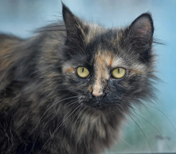 Fluffy tortoiseshell cat — Stock Photo © evdoha #30435091