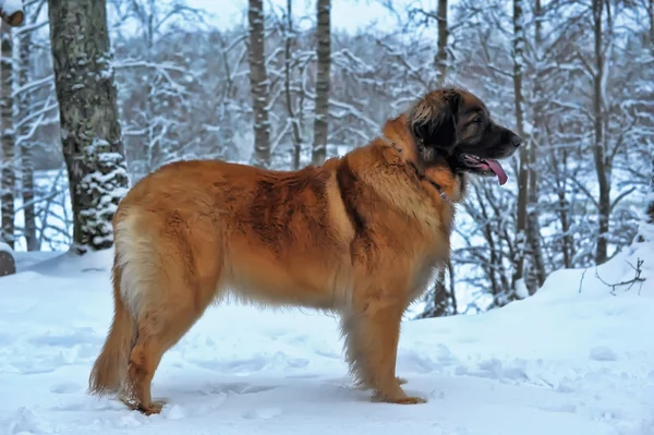 Leonberger Husky Mix